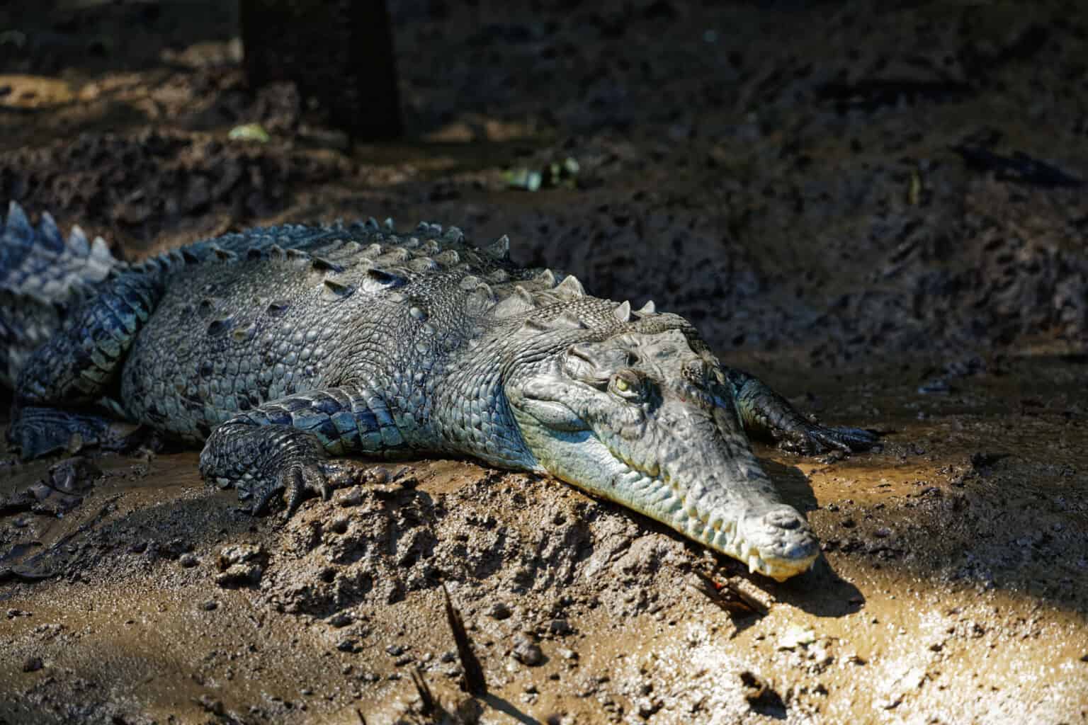 15 Animals You Can’t Have as Pets in the U.S.