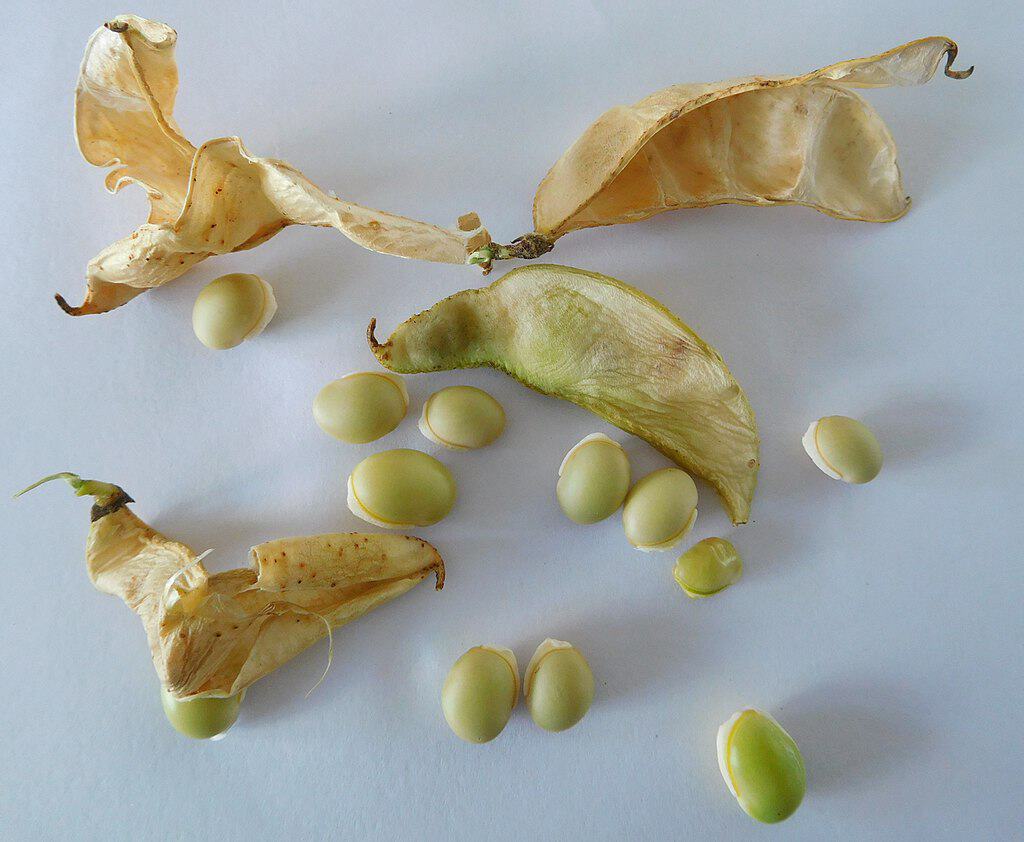 10 Raw Vegetables That Are Actually Bad For Your Health