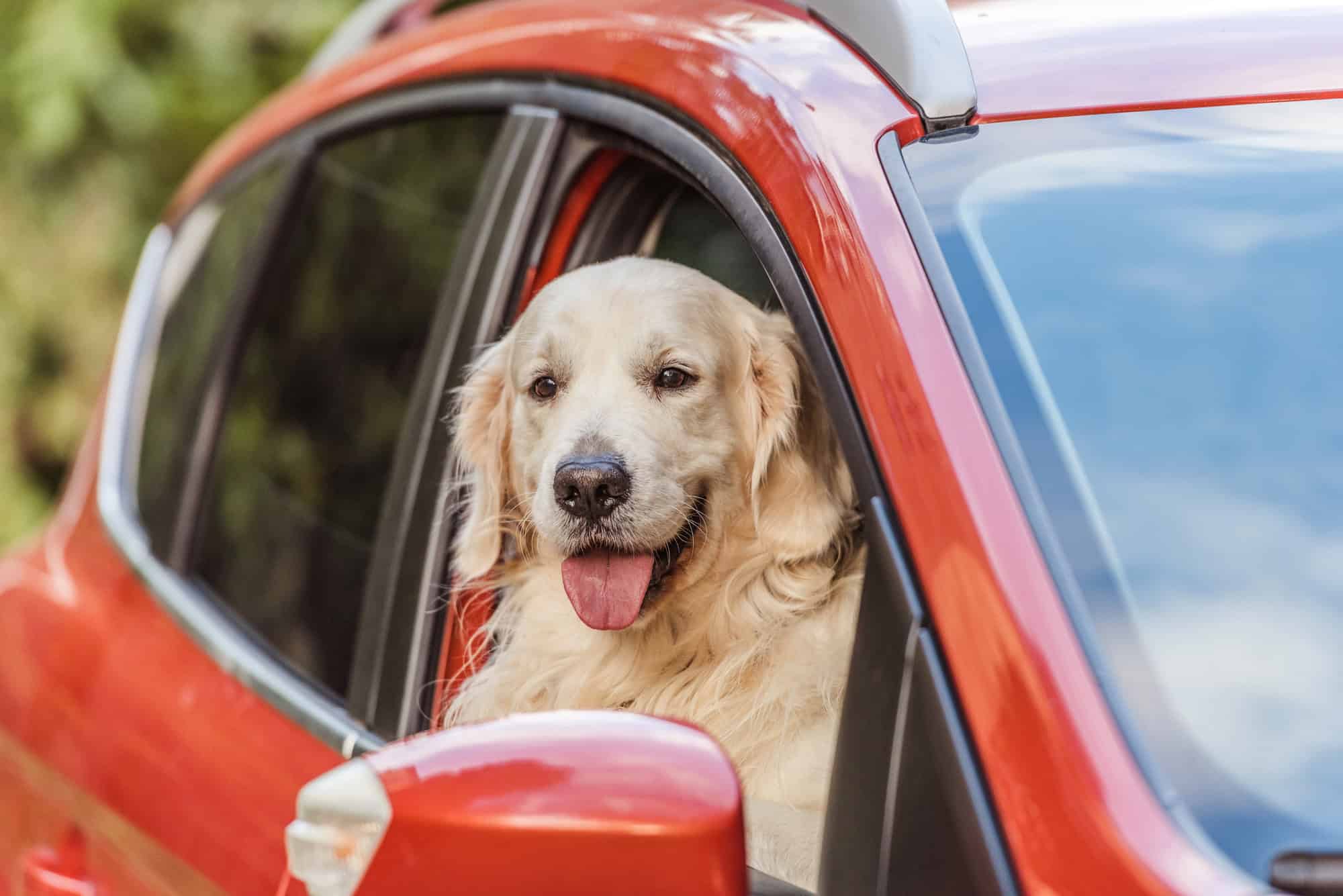 12 Astonishing Animal Behaviors That Science Can't Explain