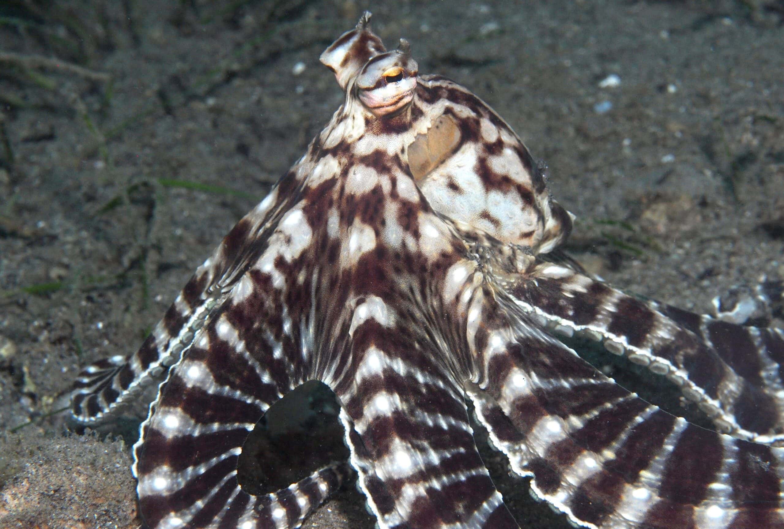 12 Astonishing Animal Behaviors That Science Can't Explain