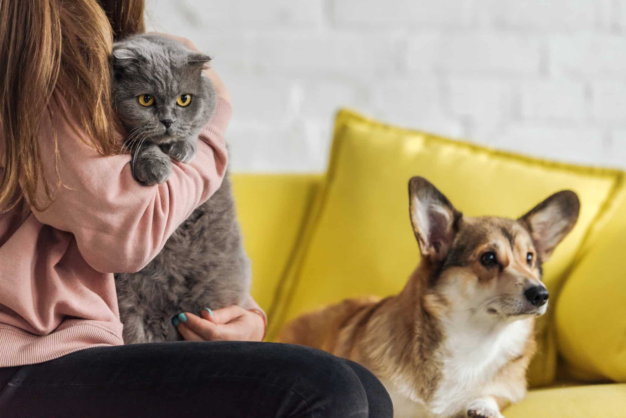 11 Ways You’re a Cat Person Living in a Dog-Loving World