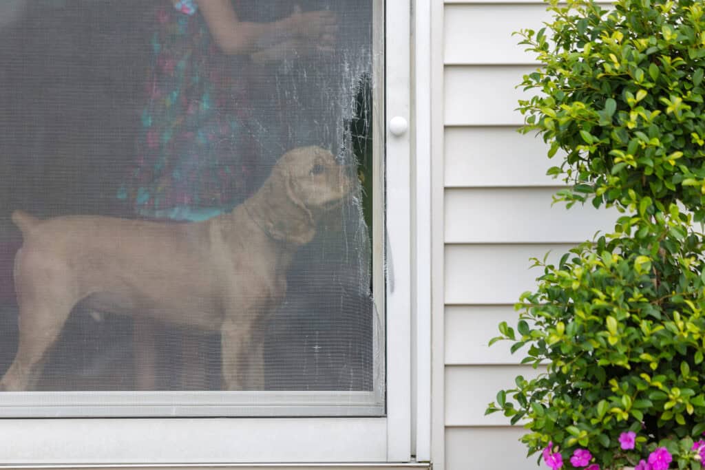 Things You Remember If You Grew Up With a Screen Door