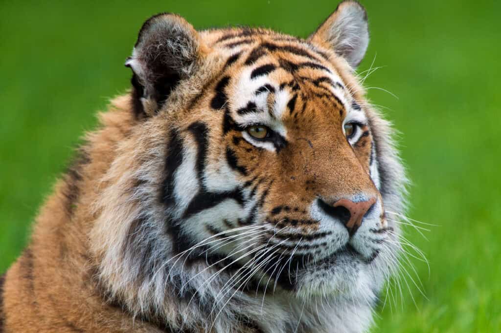 11 Animals That’d Rule the World Without Humans